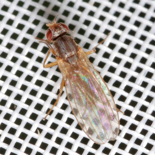 Scaptomyza graminum · iNaturalist United Kingdom