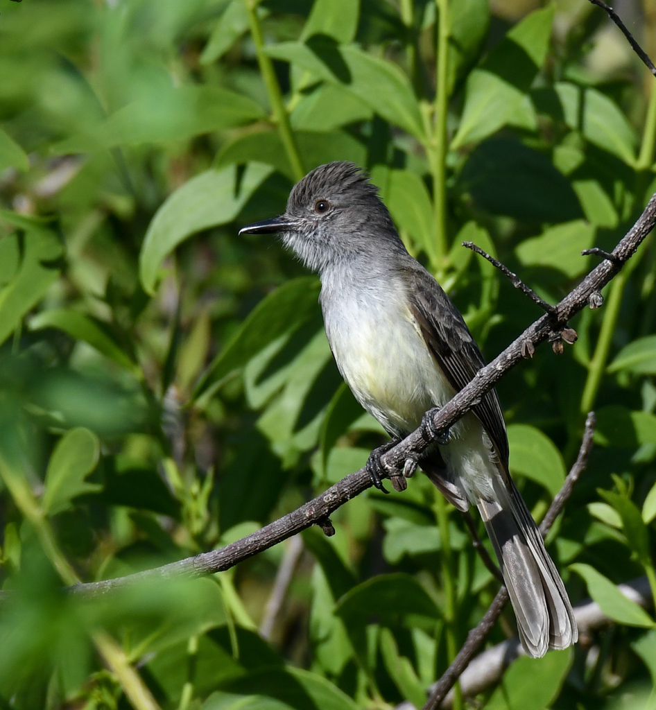 Panama Flycatcher from Guanacaste Province, Costa Rica on May 14, 2022 ...