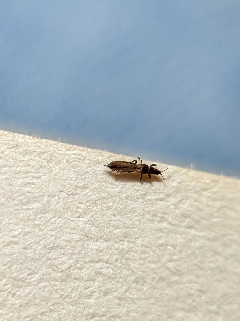 Common Thrips from Roundhay, Leeds, UK on May 14, 2022 at 04:12 PM by ...