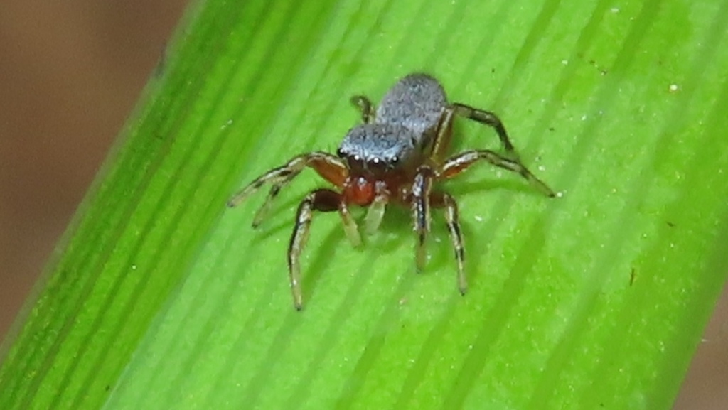 Thick-spined Jumping Spider in May 2022 by Mila · iNaturalist