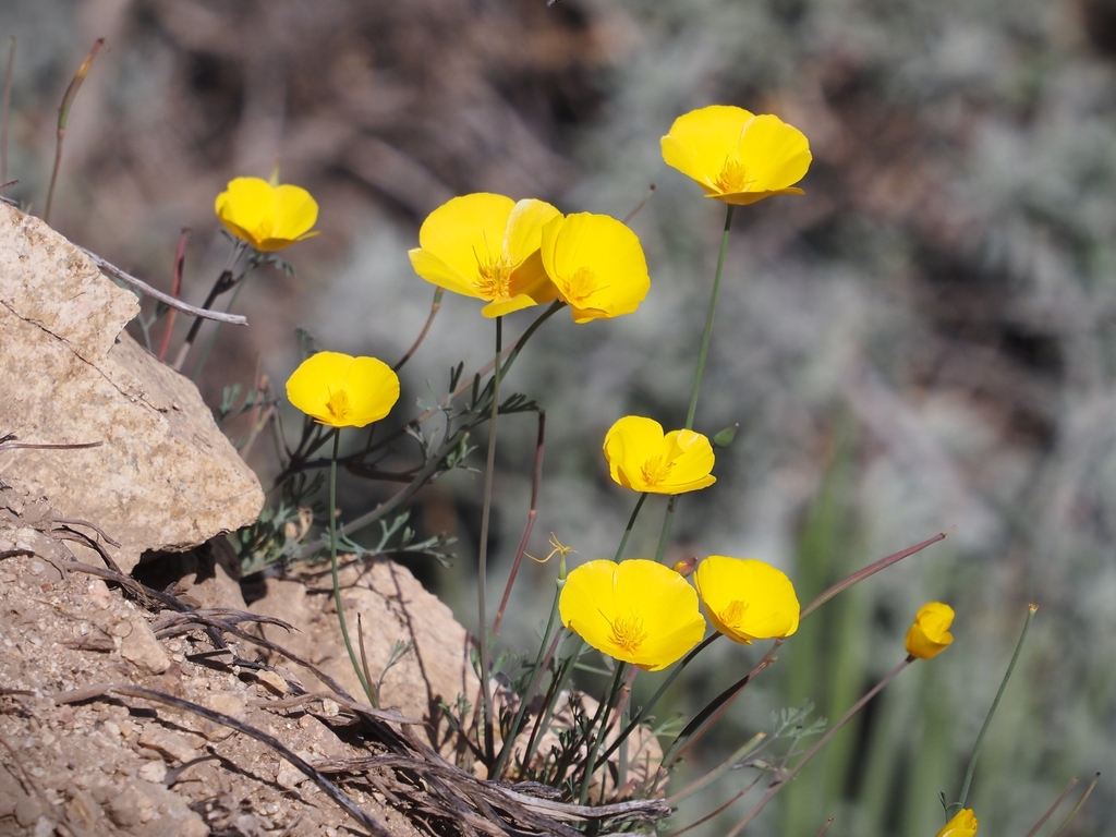 Tufted Poppy from Los Angeles County, CA, USA on May 13, 2022 at 04:00 ...