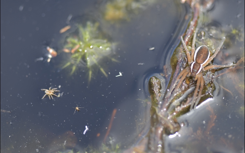 Raft Spider from Whixall Moss, Shropshire, UK on May 14, 2022 at 10:58 ...