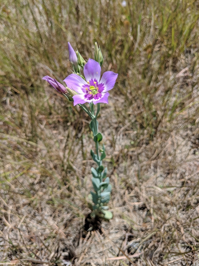 Eustoma exaltatum (plantas silvestres en la Ciudad) · iNaturalist