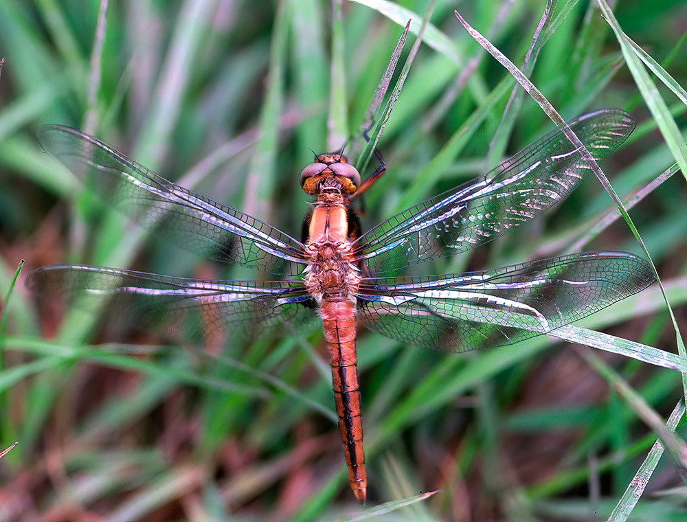 Chalk-fronted Corporal from Allegany County, MD, USA on June 16, 2001 ...