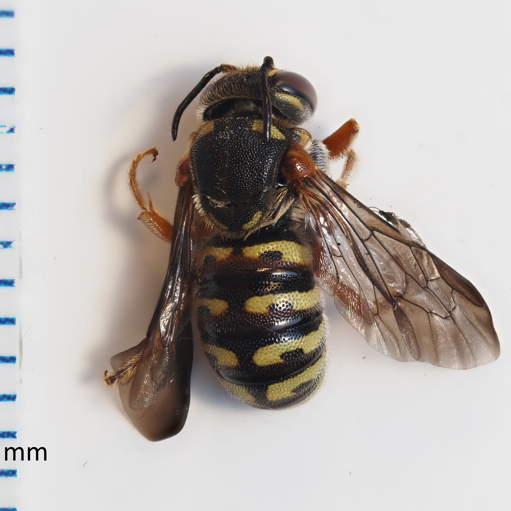 Texas Pebble Bee from Edwards County, TX, USA on May 14, 2022 at 04:16 ...