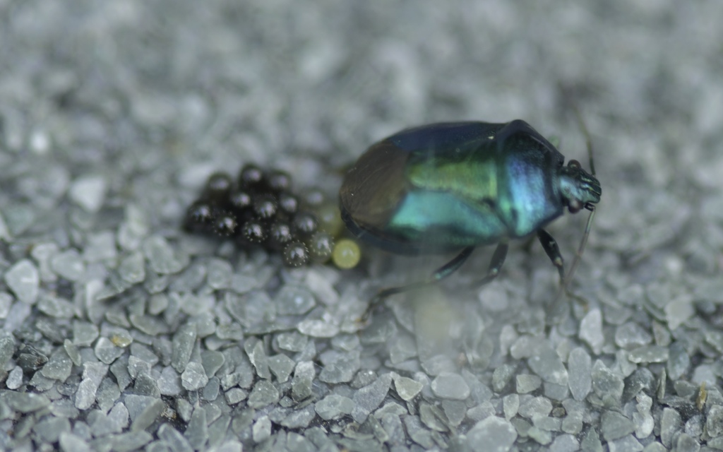 Blue Shield Bug from The Marlot pond, Shropshire, UK on May 13, 2022 at ...