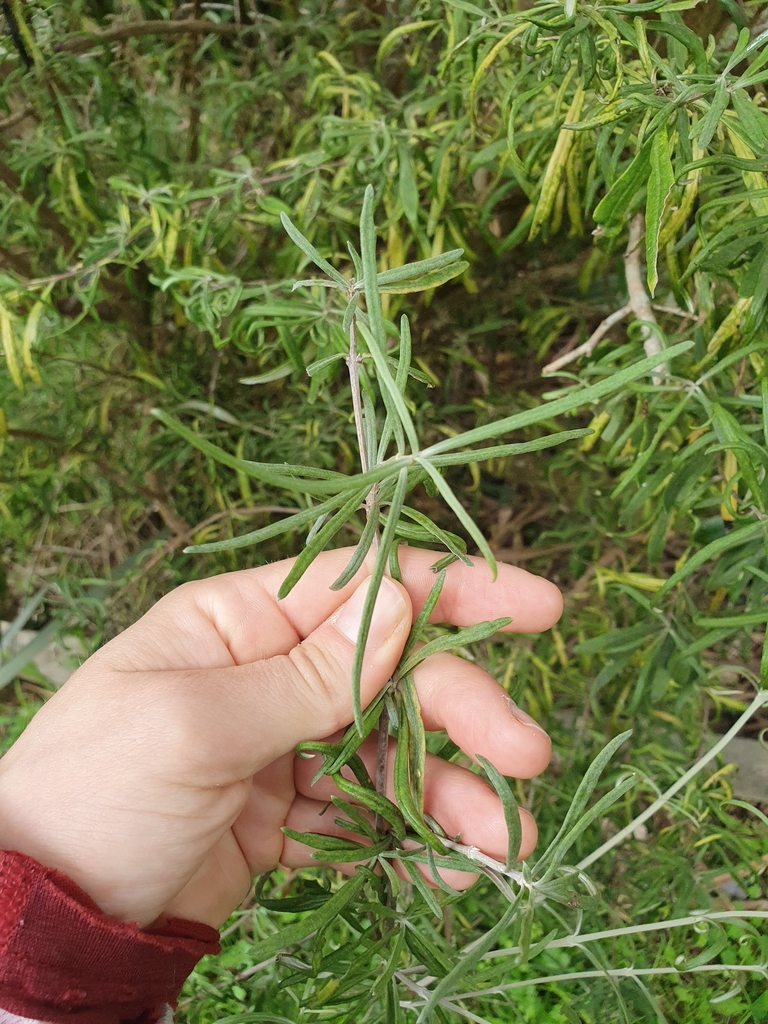 Olearia lineata 'dartonii' in May 2022 by Rae Lerew · iNaturalist