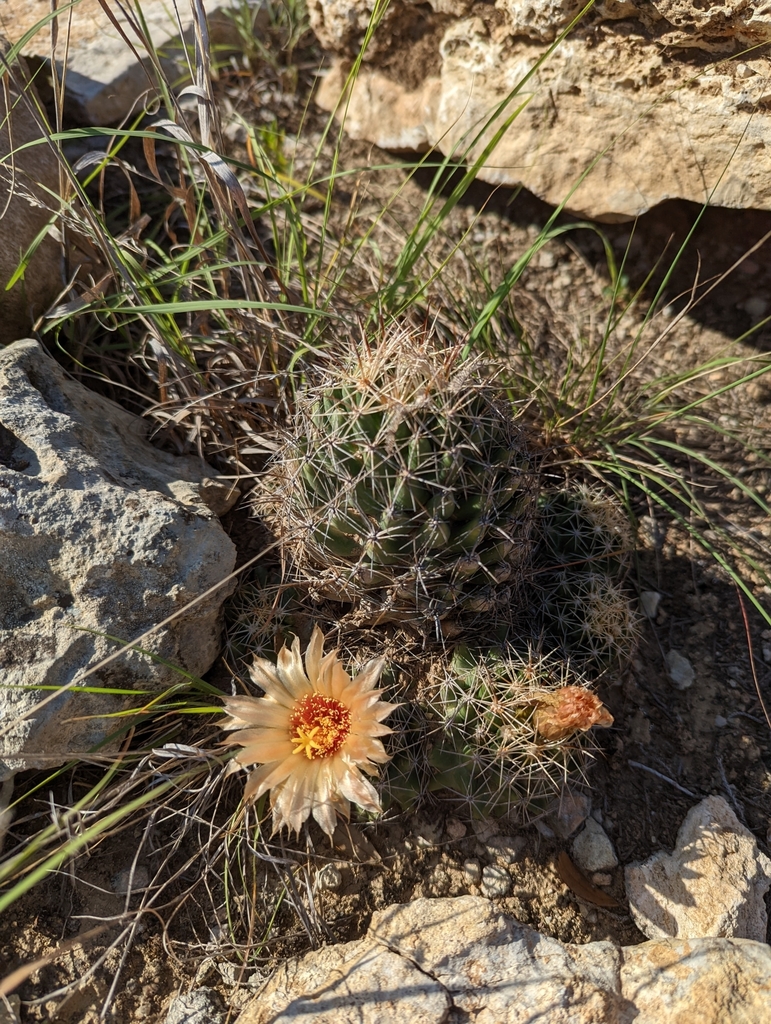 Grooved nipple cactus from Dripping Springs, TX 78620, USA on May 14 ...