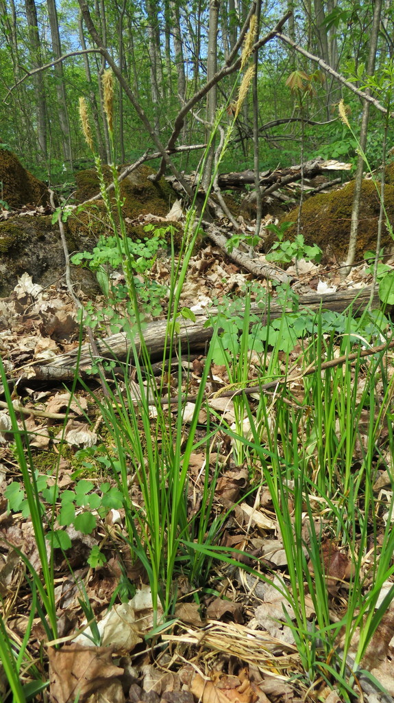 pretty sedge from Halton Hills, ON, Canada on May 14, 2022 at 11:34 AM ...
