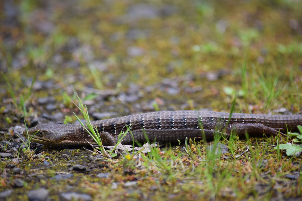 Oregon Alligator Lizard from Eugene, OR 97405, USA on May 14, 2022 at ...