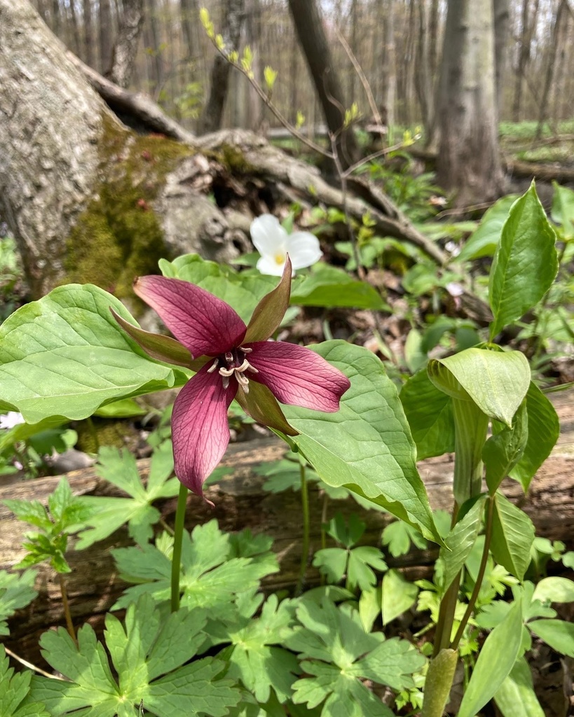 red trillium from Point Pelee National Park, Leamington, ON, CA on May ...
