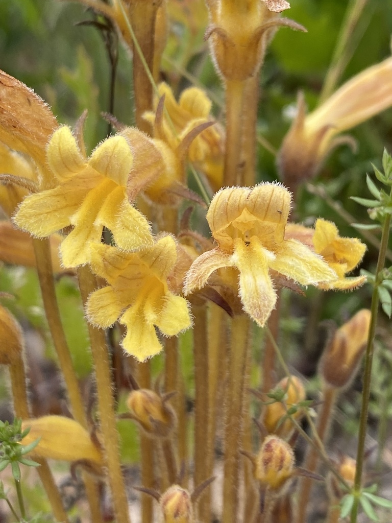yellow clustered broomrape from Shasta-Trinity National Forest, Redding ...