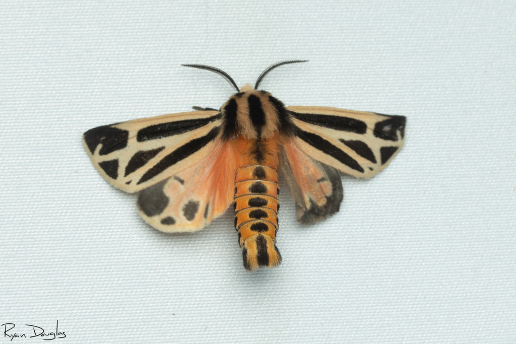 Harnessed Tiger Moth from Damascus, MD, USA on May 13, 2022 at 09:56 PM ...