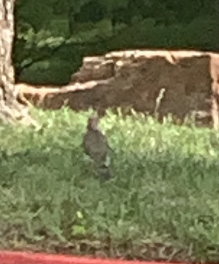 Northern Flicker from Richard Shinn Blvd, Tulsa, OK, US on May 14, 2022 ...