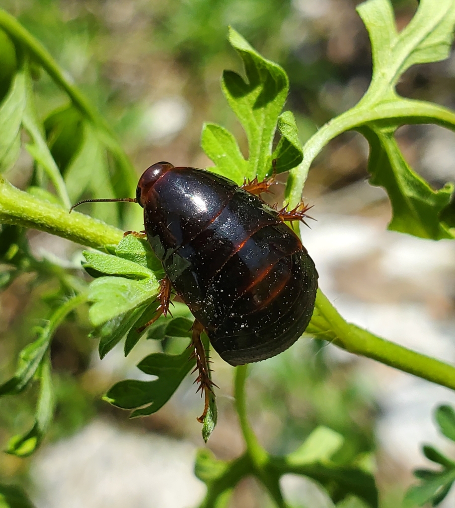 Pycnoscelus surinamensis (Insectes de Polynésie Française) · iNaturalist