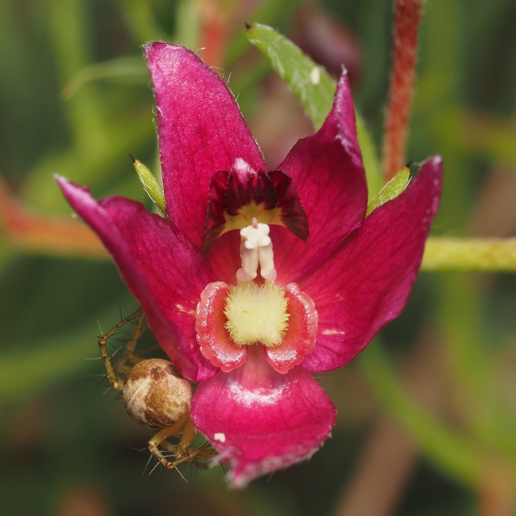 Trailing Rhatany from Coryell County, TX, USA on May 12, 2022 at 08:04 ...