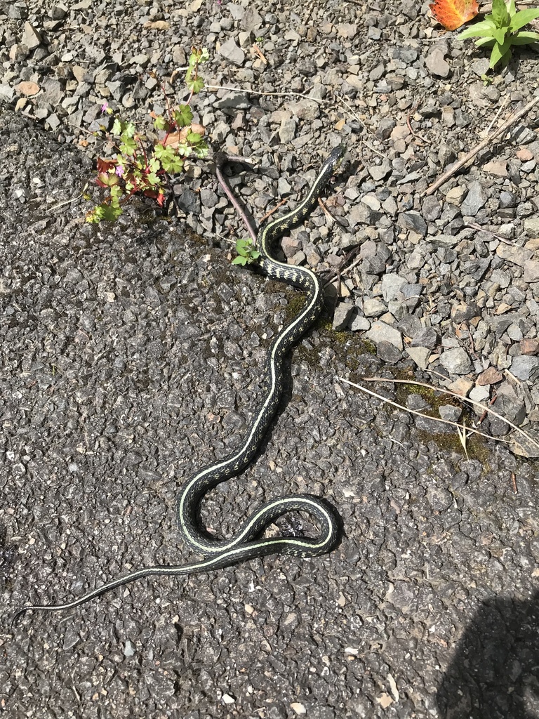 Red-spotted Garter Snake in May 2022 by kevin_linn · iNaturalist