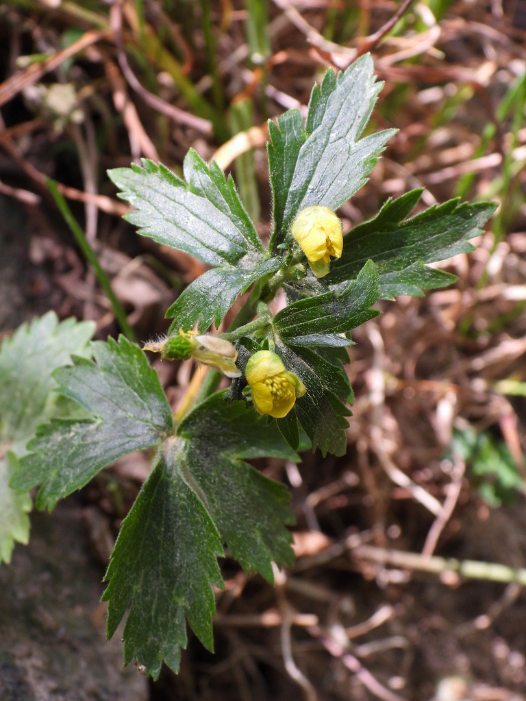 Japanese Buttercup from Laoshan District, Qingdao, Shandong, China on ...