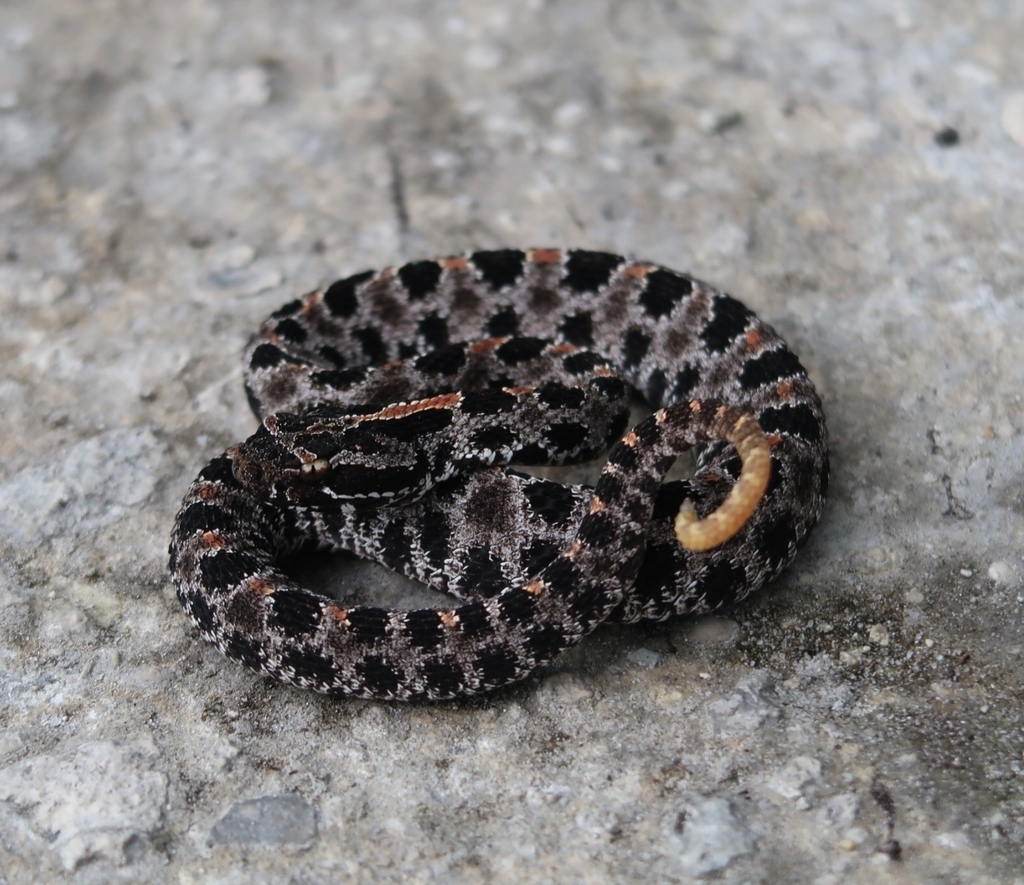 Dusky Pygmy Rattlesnake (Sistrurus miliarius barbouri) - Snakes and Lizards