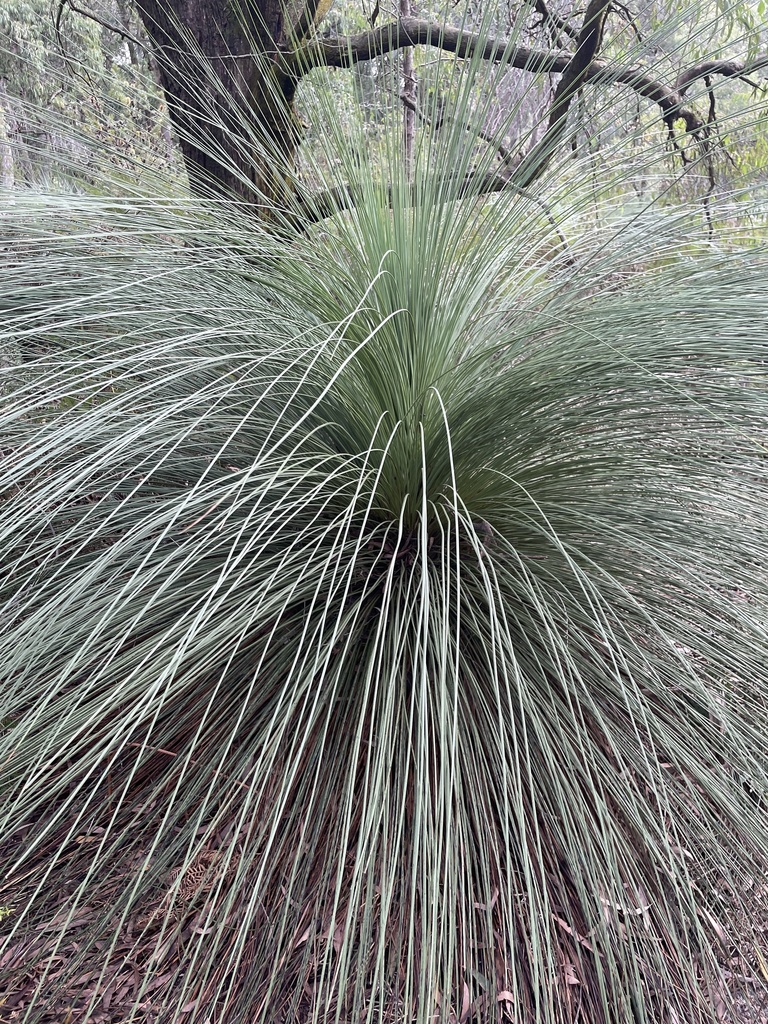 Austral Grass-tree from Mornington Peninsula National Park, Boneo, VIC ...