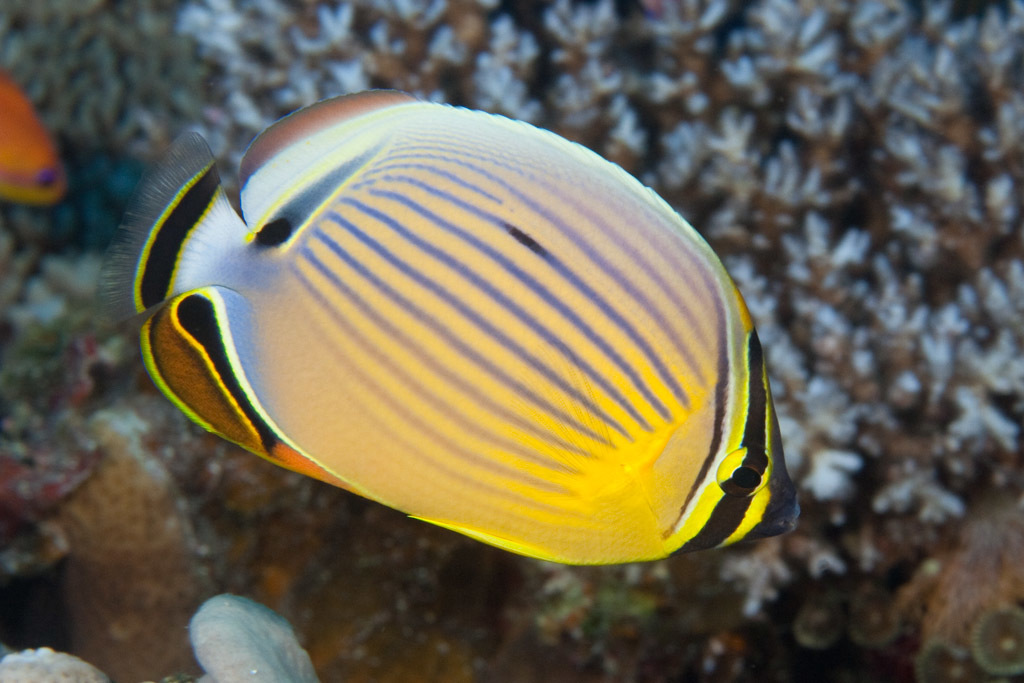 Redfin Butterflyfish (Reef Fish of the Hawaiian Islands) · iNaturalist