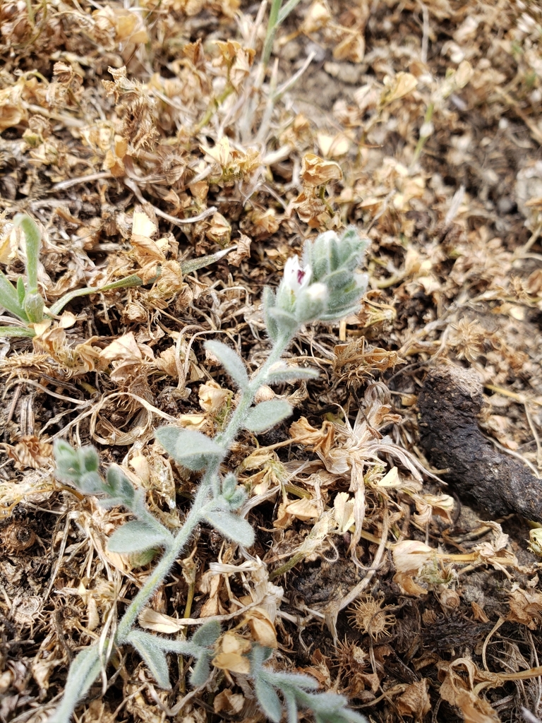 Alkali Weed from Dixon, CA 95620, USA on May 5, 2022 at 11:34 AM by ...