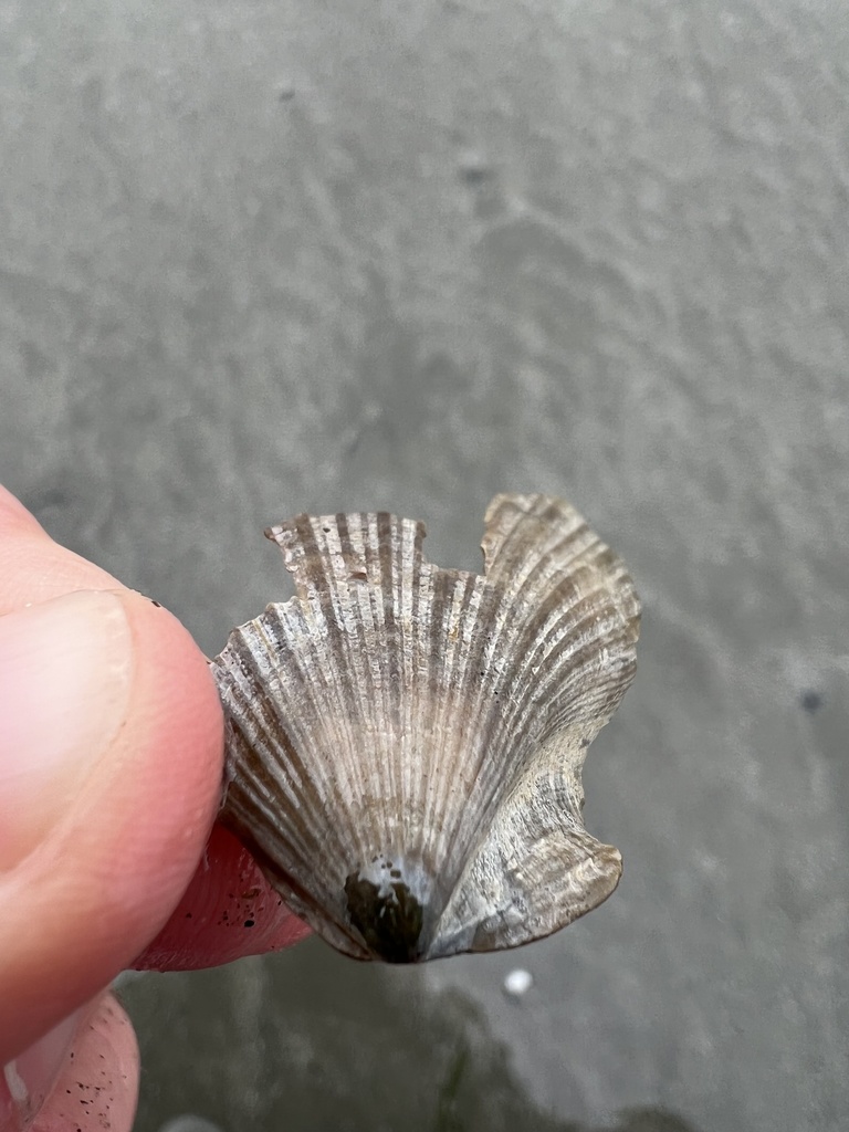New Zealand fan scallop from Pegasus Bay, NZ on May 15, 2022 at 10:48 ...