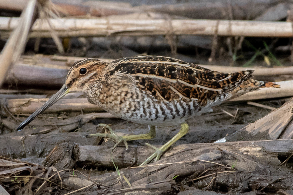 Wilson's Snipe from Capital, BC, Canada on April 20, 2022 at 08:16 AM ...