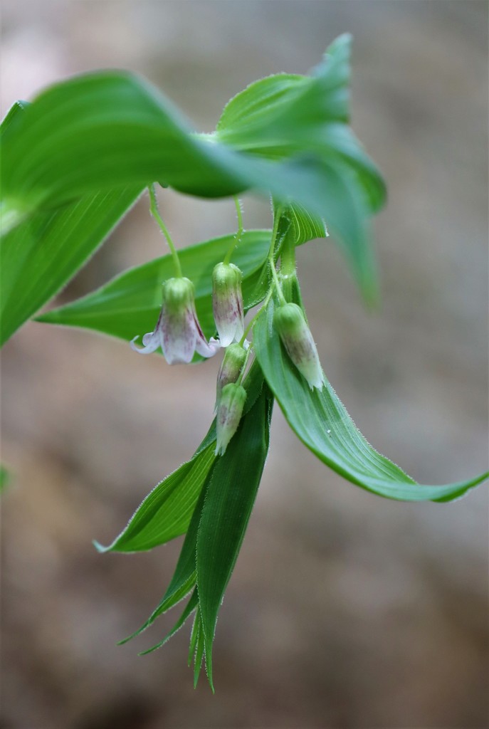 rose twisted-stalk from Roseneath, ON K0K 2X0, Canada on May 14, 2022 ...
