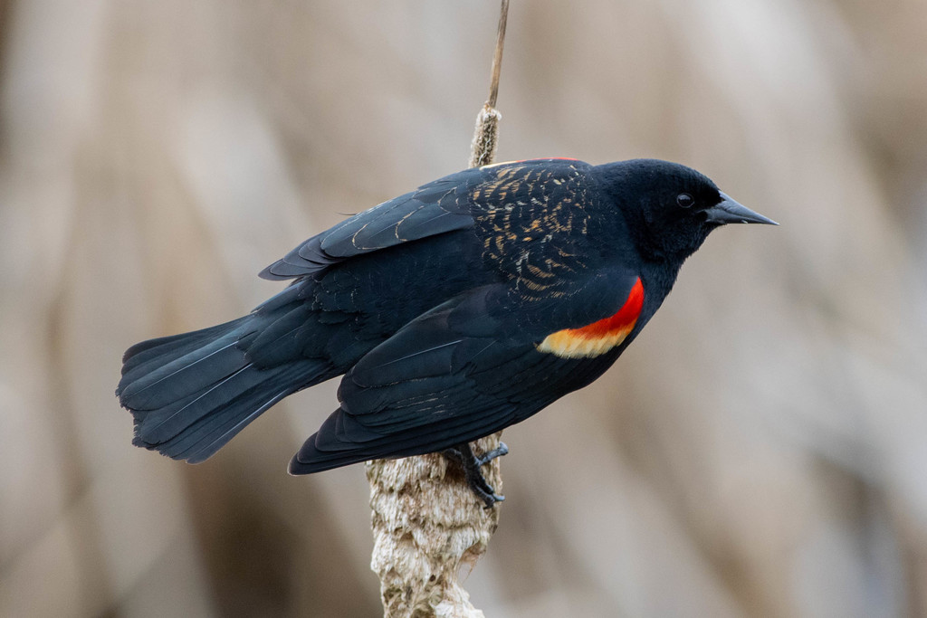 Red-winged Blackbird from Capital, BC, Canada on April 13, 2022 at 08: ...