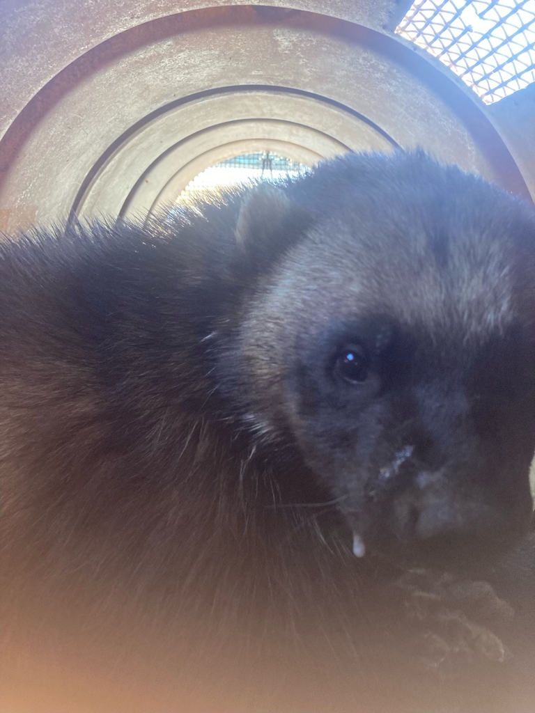 American Wolverine from Randolph on September 2, 2019 by Tyson Hobbs ...