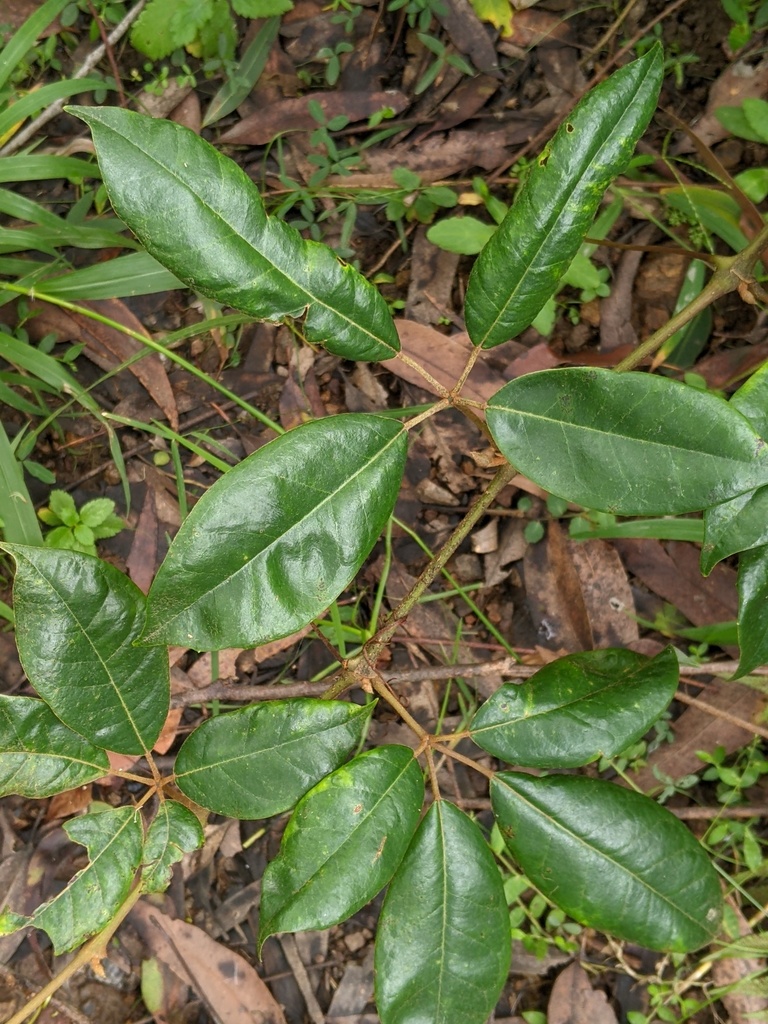 Five-Leaved Water Vine from Valla NSW 2448, Australia on May 15, 2022 at 01:13 PM by Nathanael ...