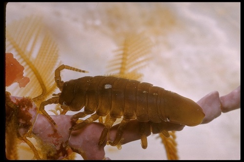 Rockweed Isopod (Camano Island St Pk-All Species) · iNaturalist