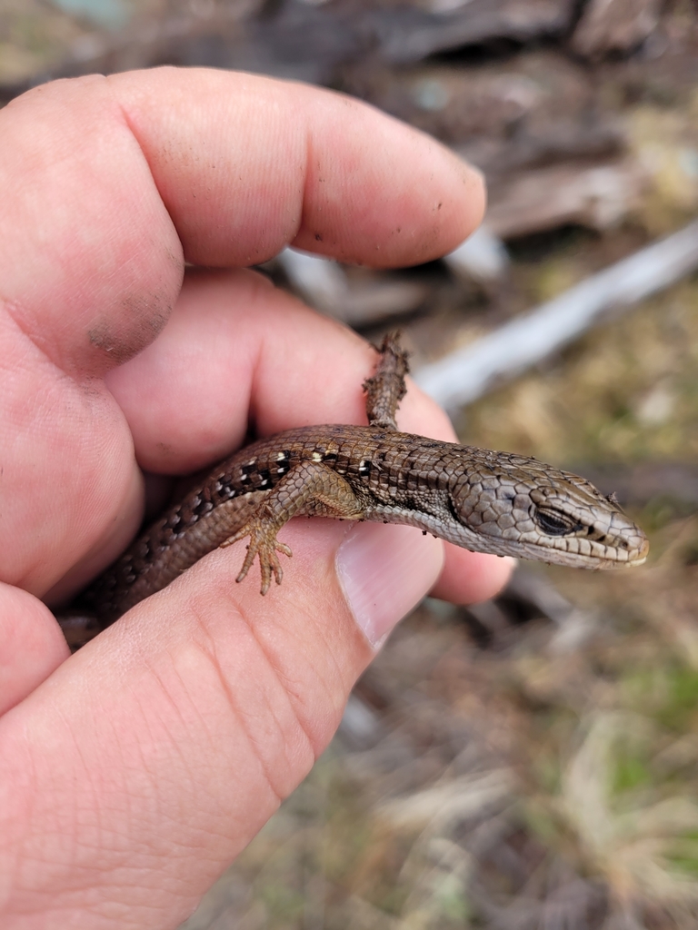 Northern Alligator Lizard in May 2022 by Jamie Bettaso · iNaturalist