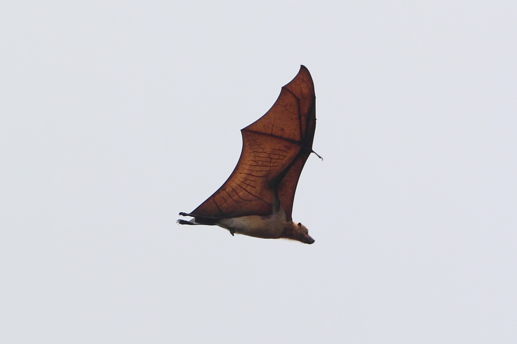 Great Flying-fox (Pteropus neohibernicus) - Know Your Mammals
