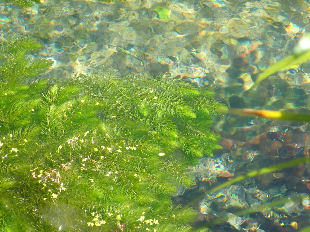 coontail from Rotoiti Forest, New Zealand on May 13, 2022 at 01:37 PM ...