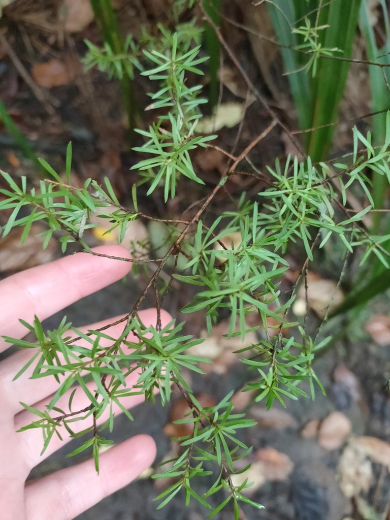 Mingimingi from Taieri Rd, Fern Tree Reserve, Wakari, Dunedin 9010, New ...