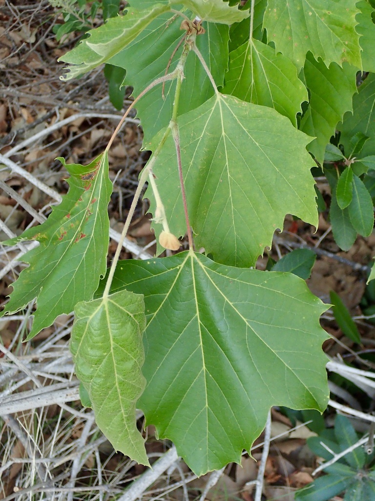 London Plane from I-405 S, Irvine, CA, US on May 14, 2022 at 06:23 PM ...