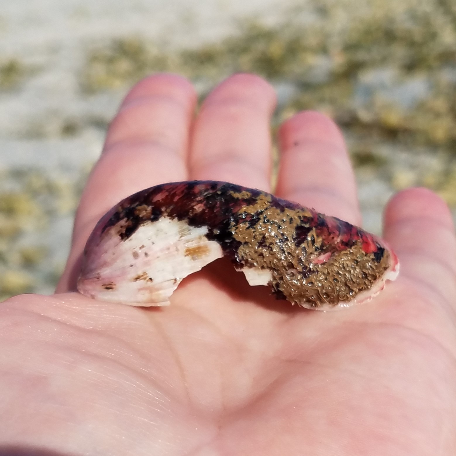 Modiolus americanus Leach, 1815