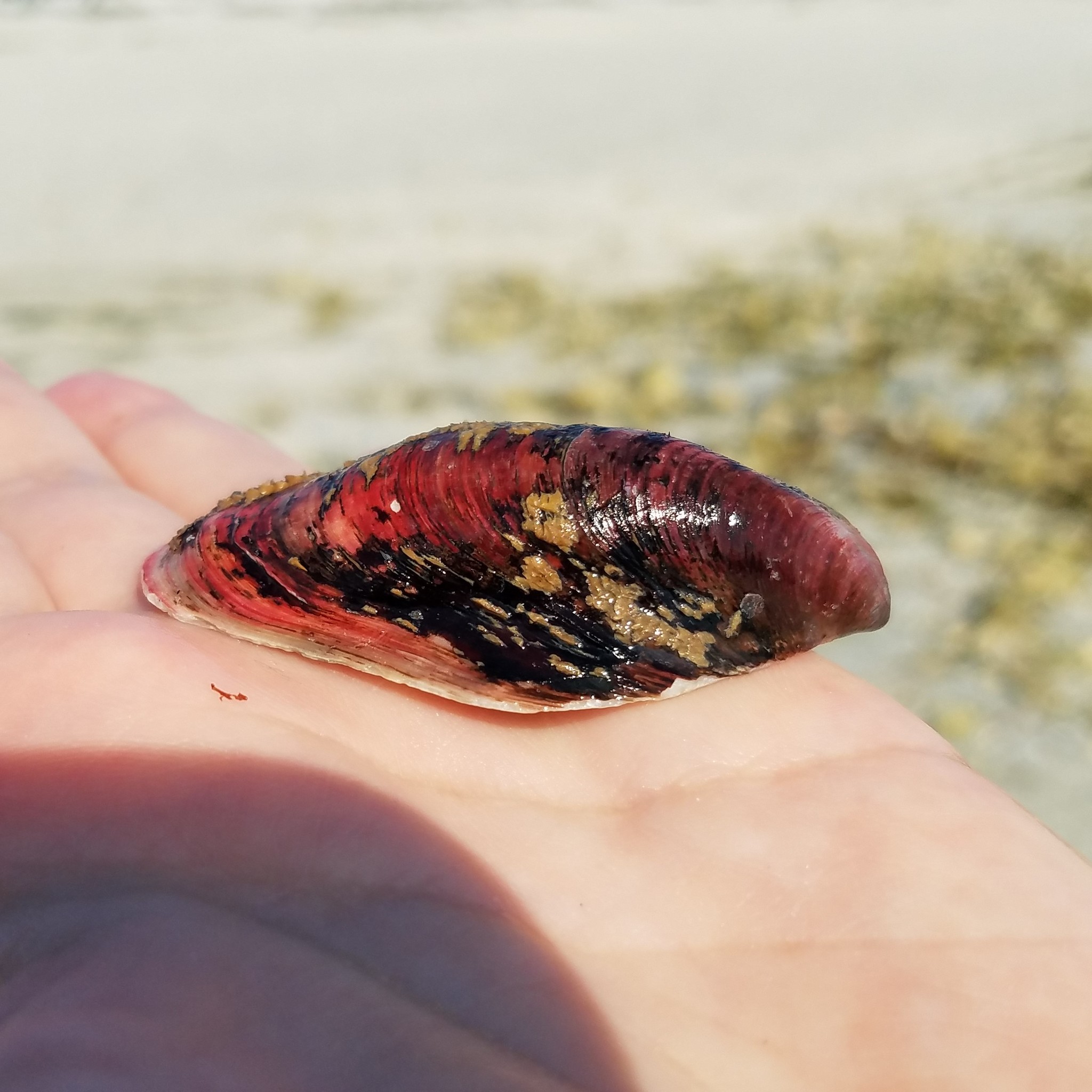 Modiolus americanus Leach, 1815