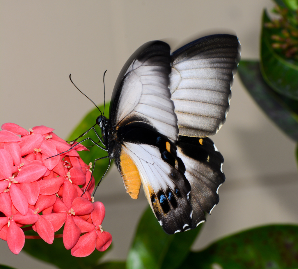 Australian Orchard Swallowtail from Yam (larna) Island, Iama Island ...