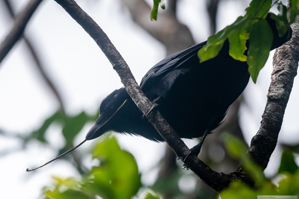 New Caledonian Crow (Corvus moneduloides) - Avian Discovery