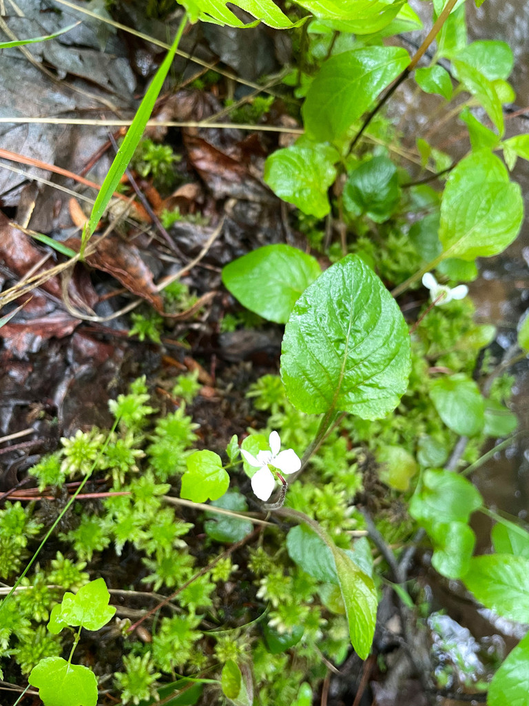 primrose-leaved violet in May 2022 by johnbotany · iNaturalist
