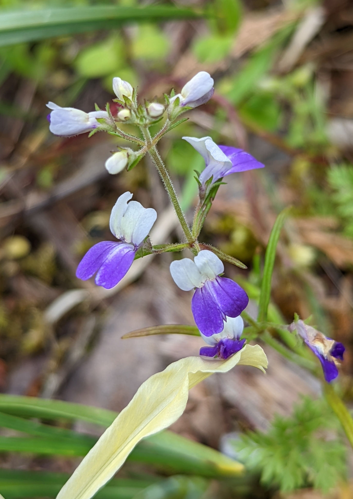 Collinsia linearis A.Gray