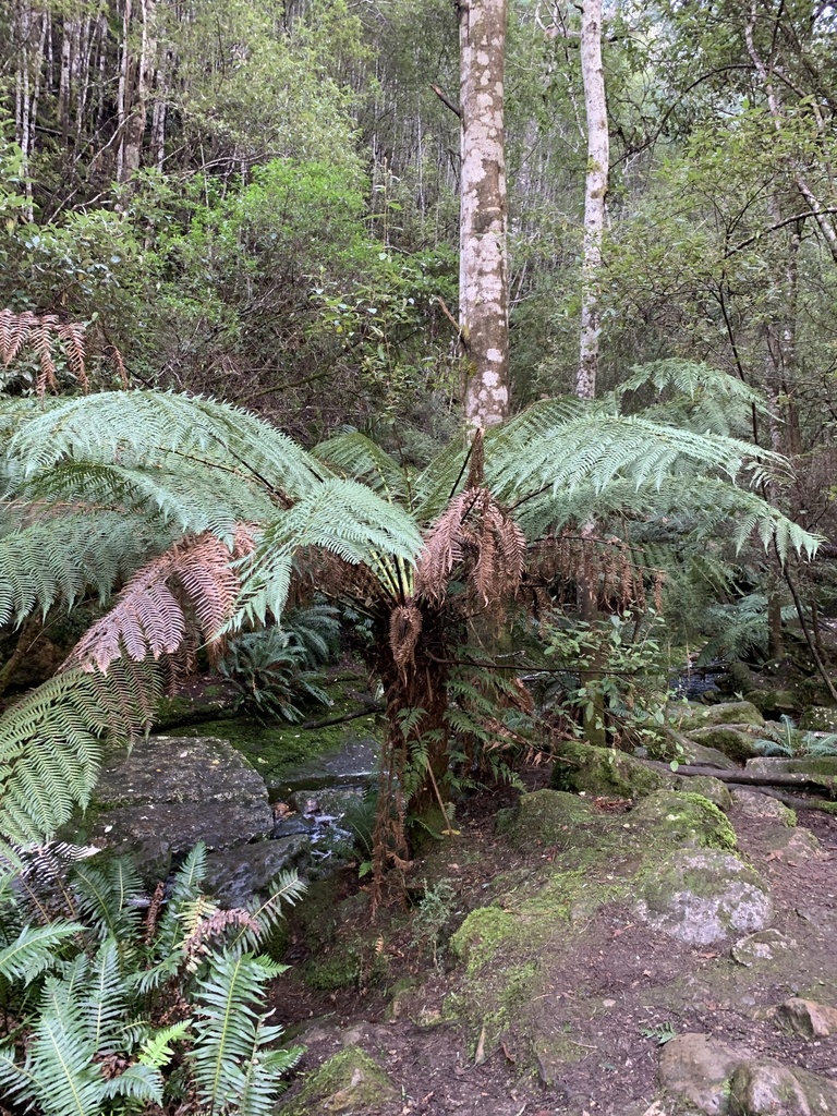 man fern from Snug Tiers Nature Recreation Area, Snug, TAS, AU on May ...