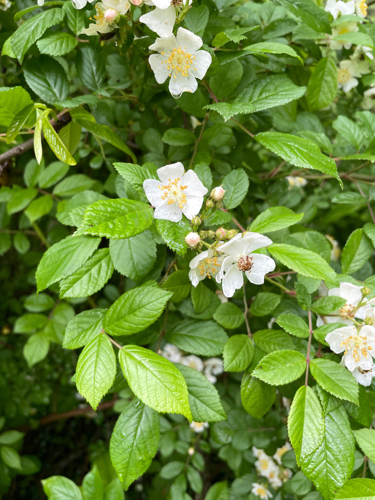 multiflora rose in May 2022 by johnbotany · iNaturalist