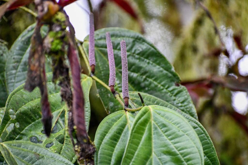 pepper plants from Cantón San Miguel de Los Bancos, Ecuador on May 14 ...