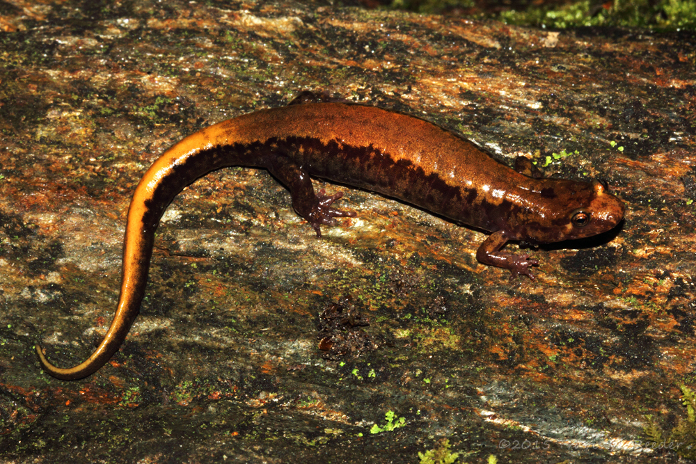 Ocoee Salamander (Salamanders of Blount County Tennessee ) · iNaturalist