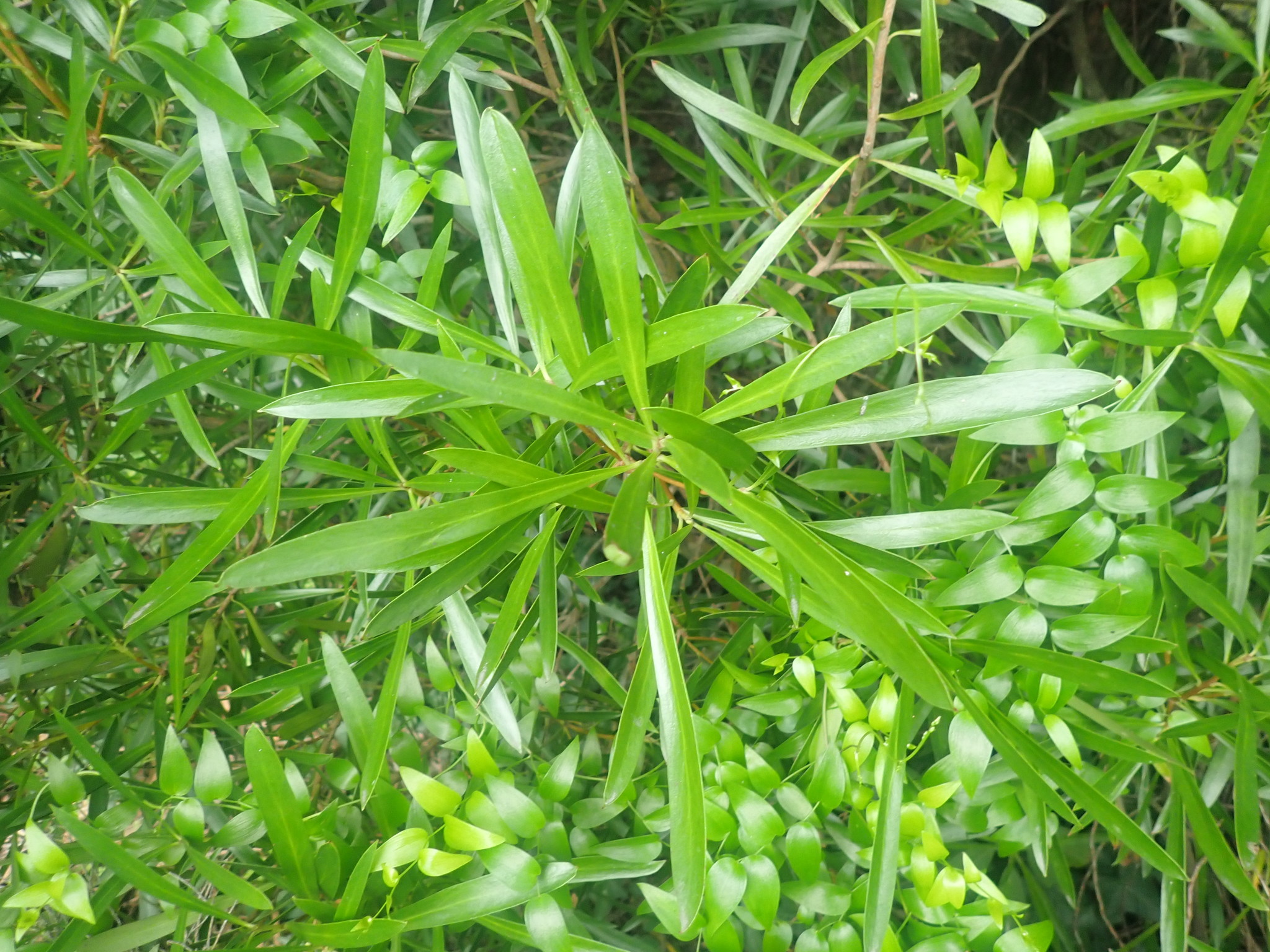 Toronia L.A.S.Johnson & B.G.Briggs