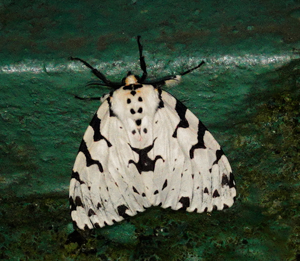 Lymantria todara from Sir John's Bungalow, Matale, Sri Lanka on April ...